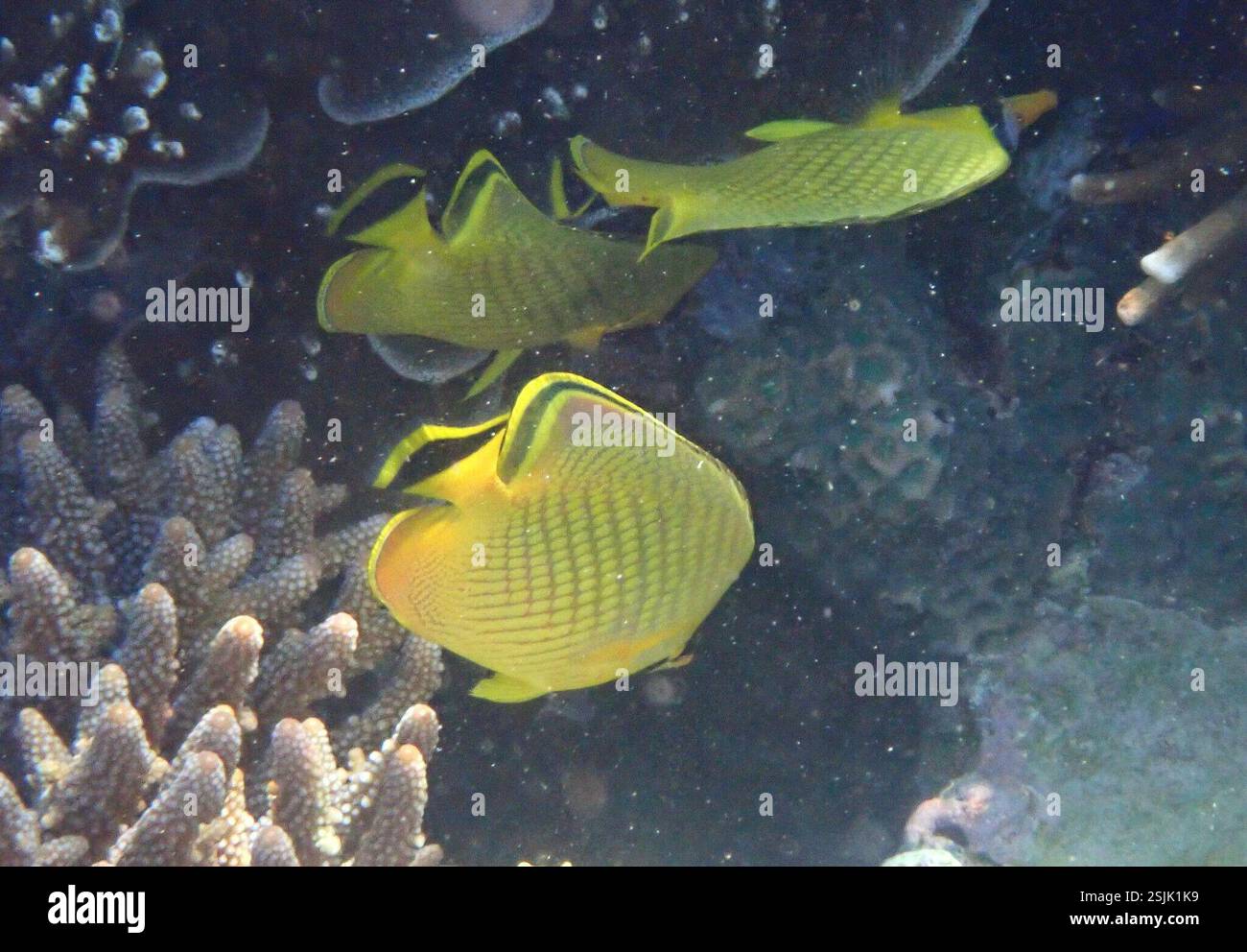 Lattice Butterflyfish (Chaetodon rafflesii), Actinopterygii, Ko Surin ...