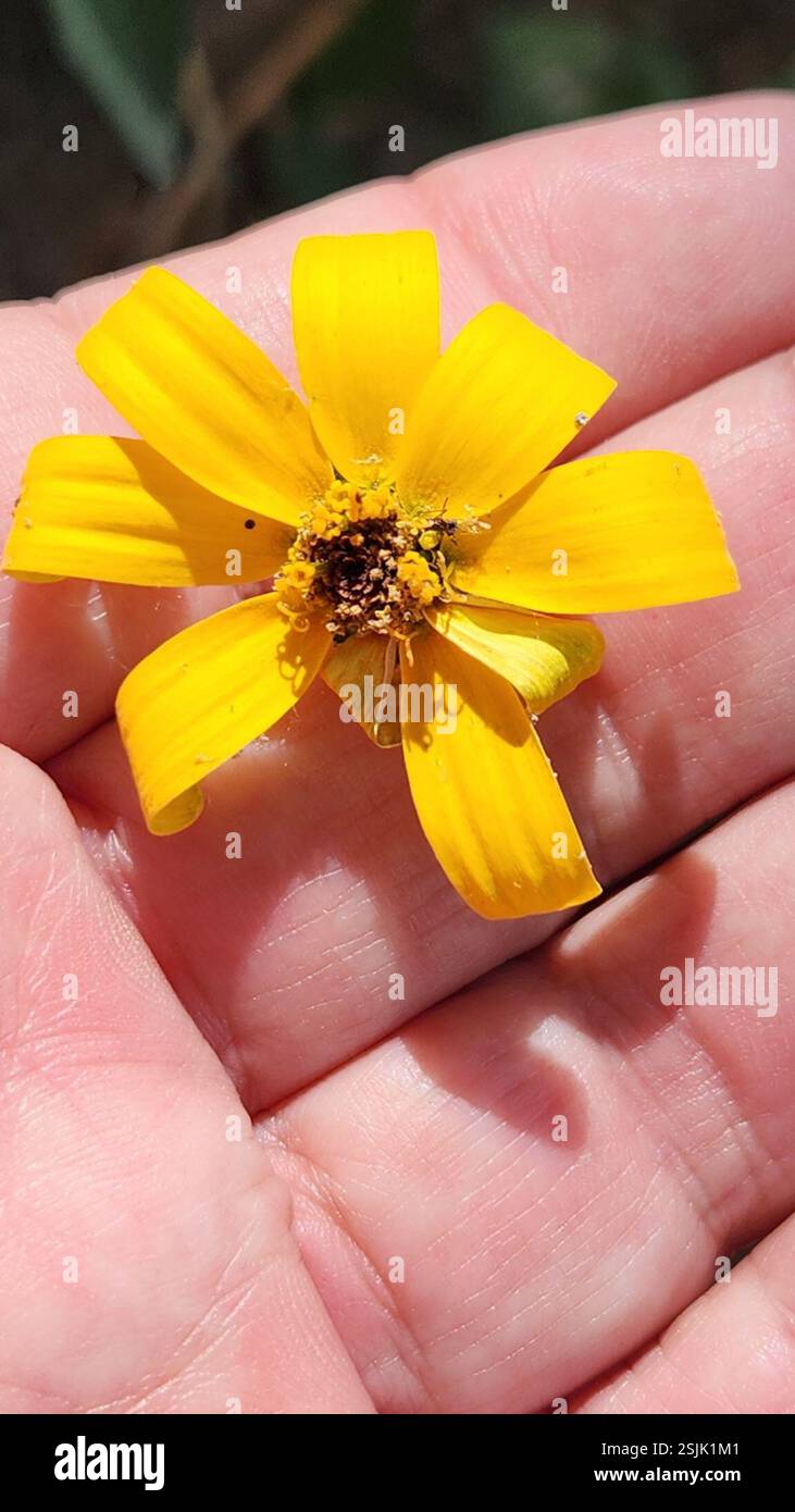 (Asteroideae), Plantae, Comondú, MX-BS, MX Stock Photo - Alamy