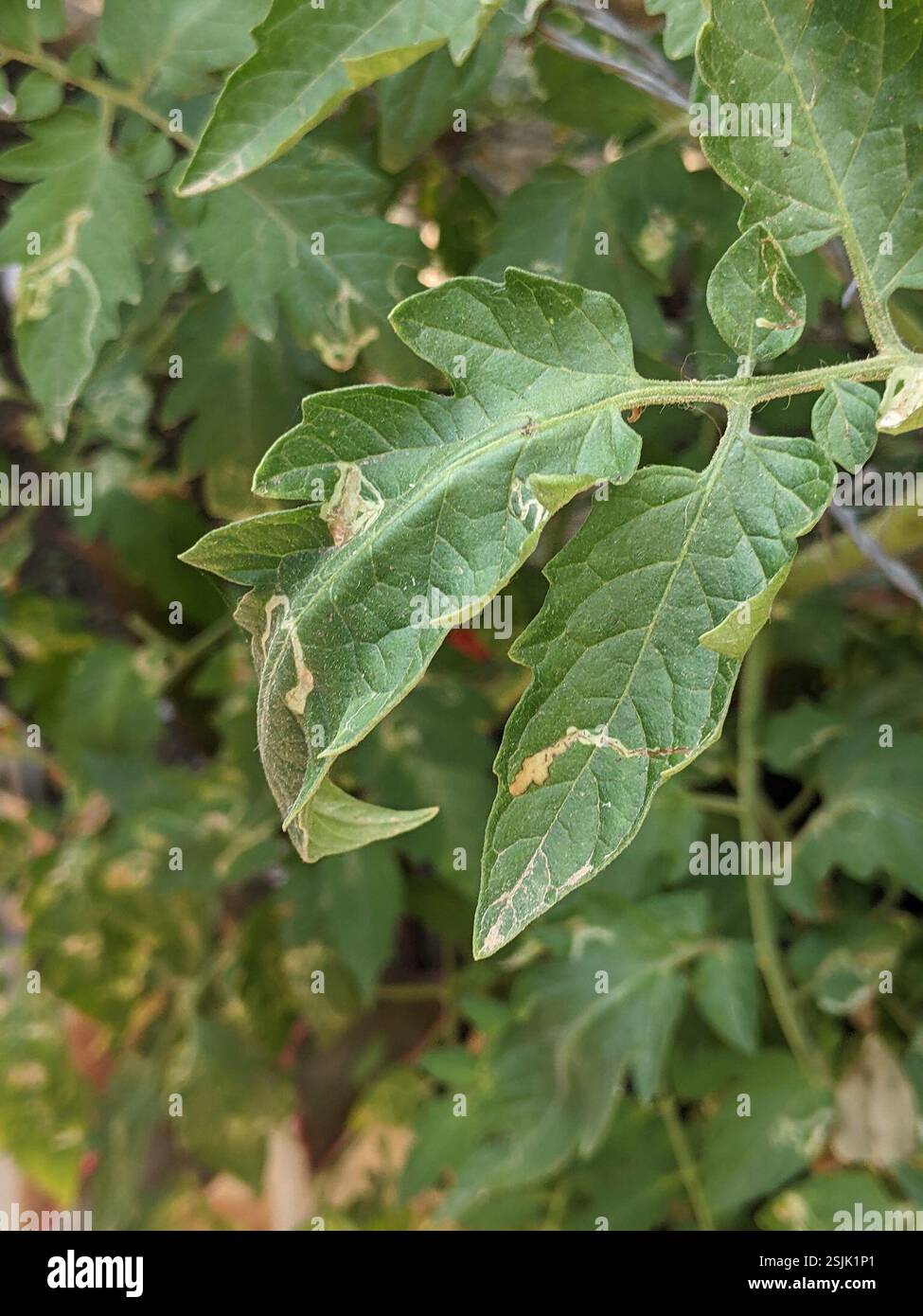 Leaf-miner Flies (Agromyzidae), Insecta, Moca, Dominican Republic Stock ...