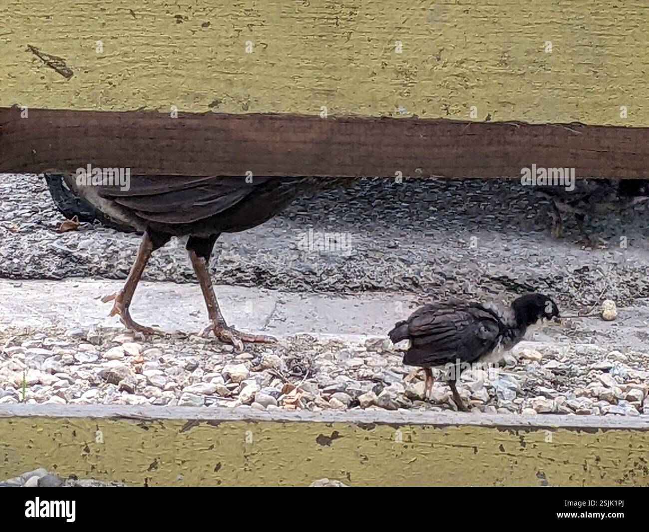 Domestic Chicken (Gallus gallus domesticus), Aves, Estancia Nueva, Moca ...