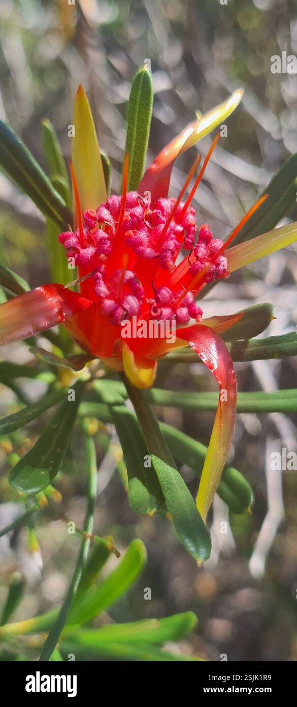 Mountain Devil (Lambertia formosa), Plantae, Beecroft Peninsula NSW ...