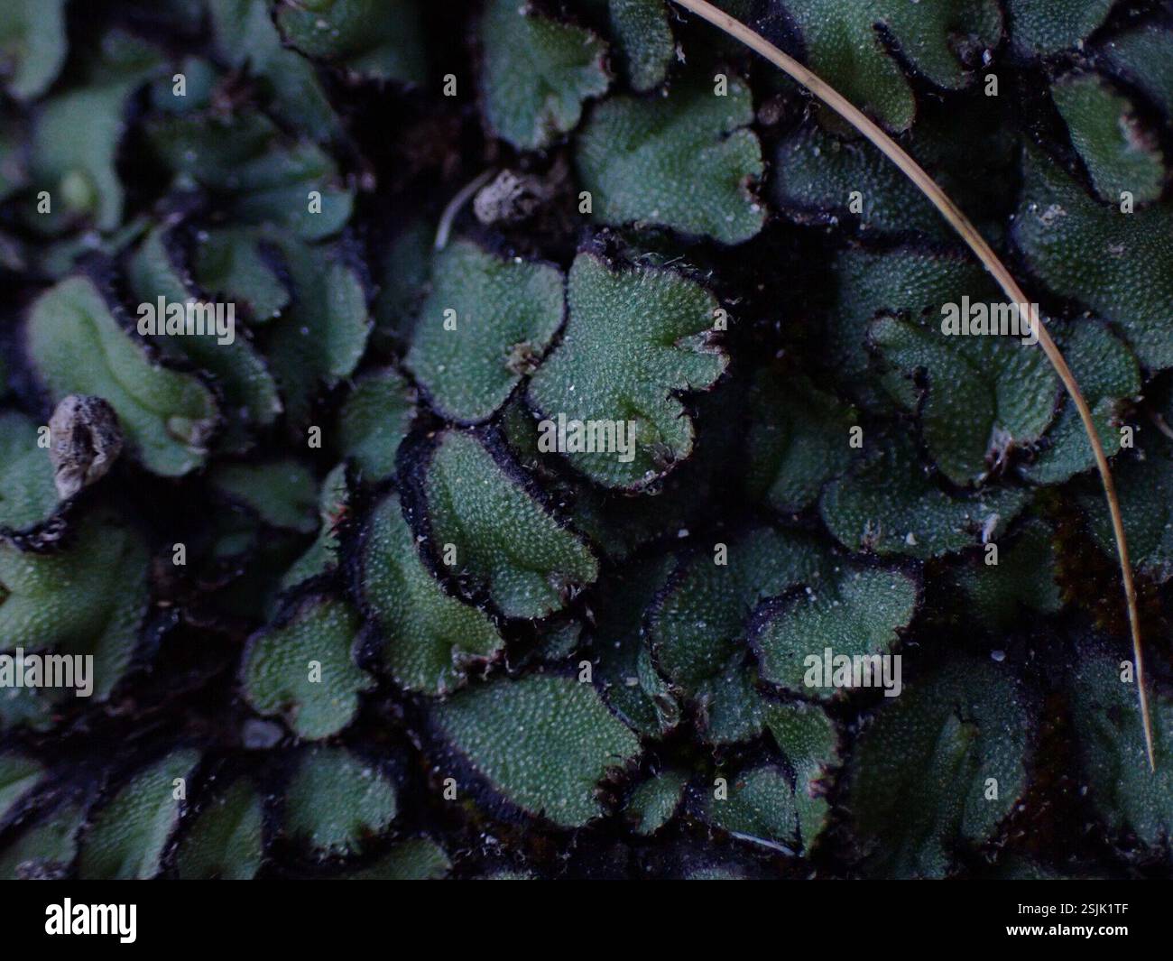 California asterella (Asterella californica), Plantae, Palm Springs, CA ...