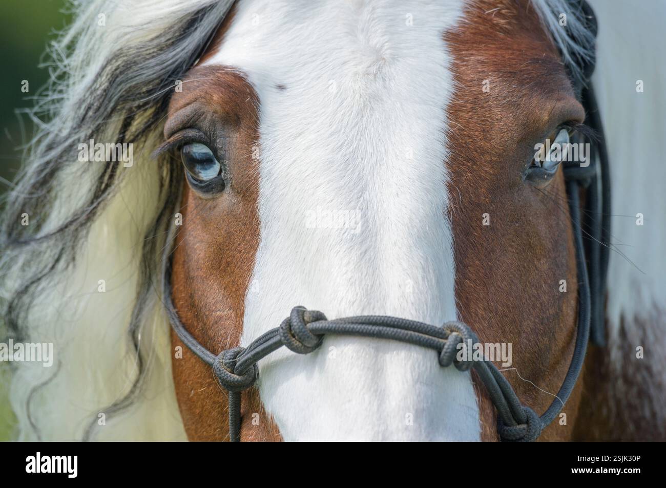 closeup face of adult male Gypsy Vanner Horse stallion with rope halter ...