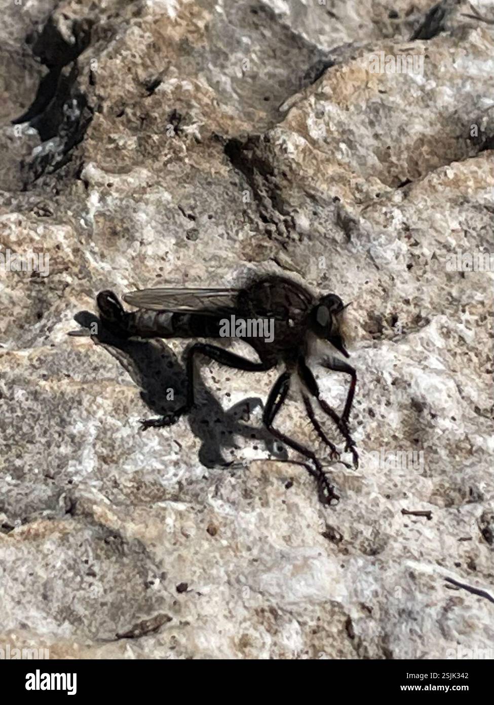 Hammertails (Efferia), Insecta, Guadalupe River State Park, Spring ...