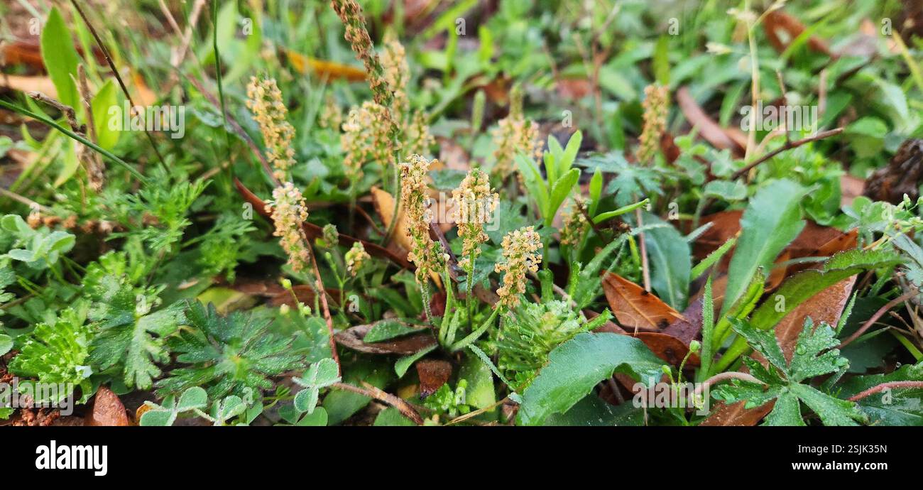 dwarf plantain (Plantago virginica), Plantae, Fl Caverns State Park ...