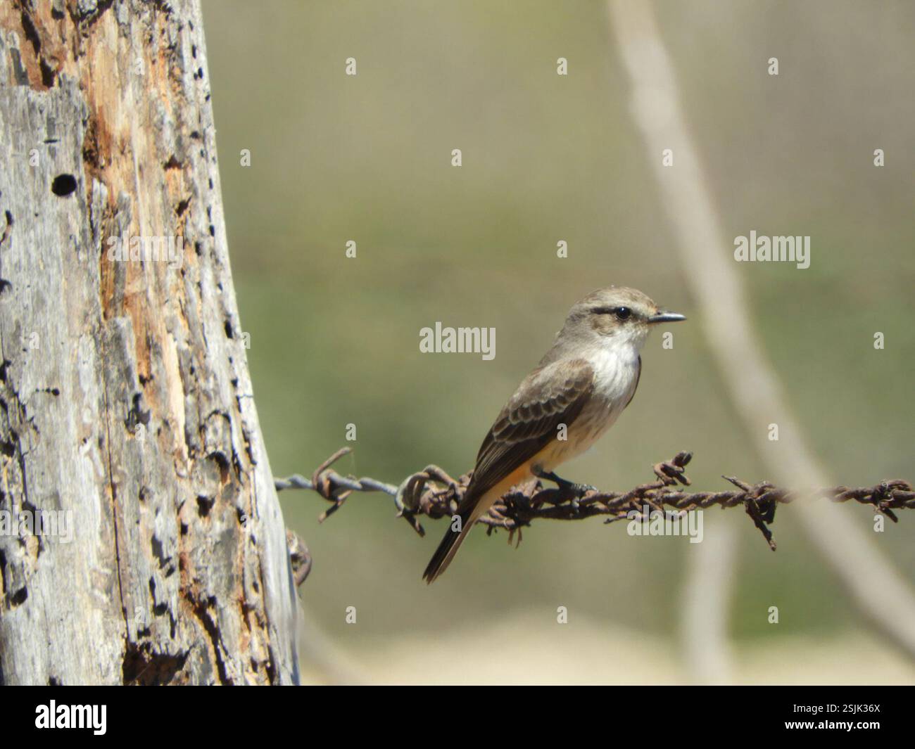 Vermilion Flycatcher (Pyrocephalus rubinus), Aves, Rosamorada, Nay ...