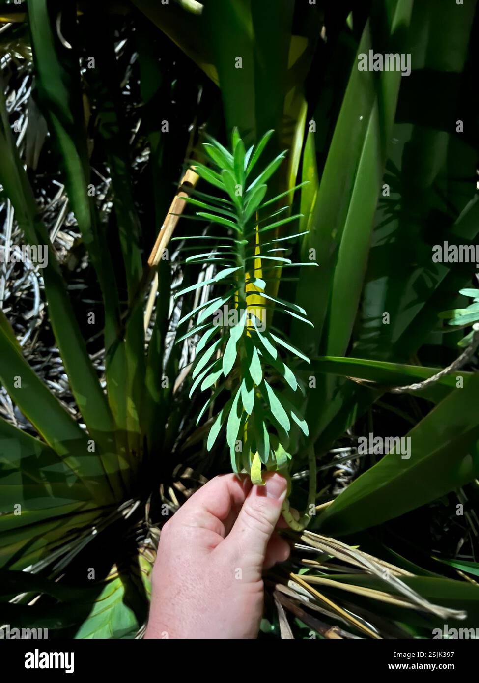 Shore Spurge (Euphorbia glauca), Plantae, North Island, Takanini ...
