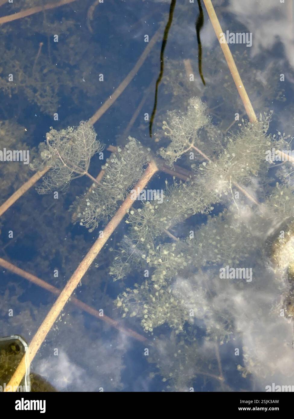 Purple Bladderwort (Utricularia purpurea), Plantae, Chapel Trail Park ...