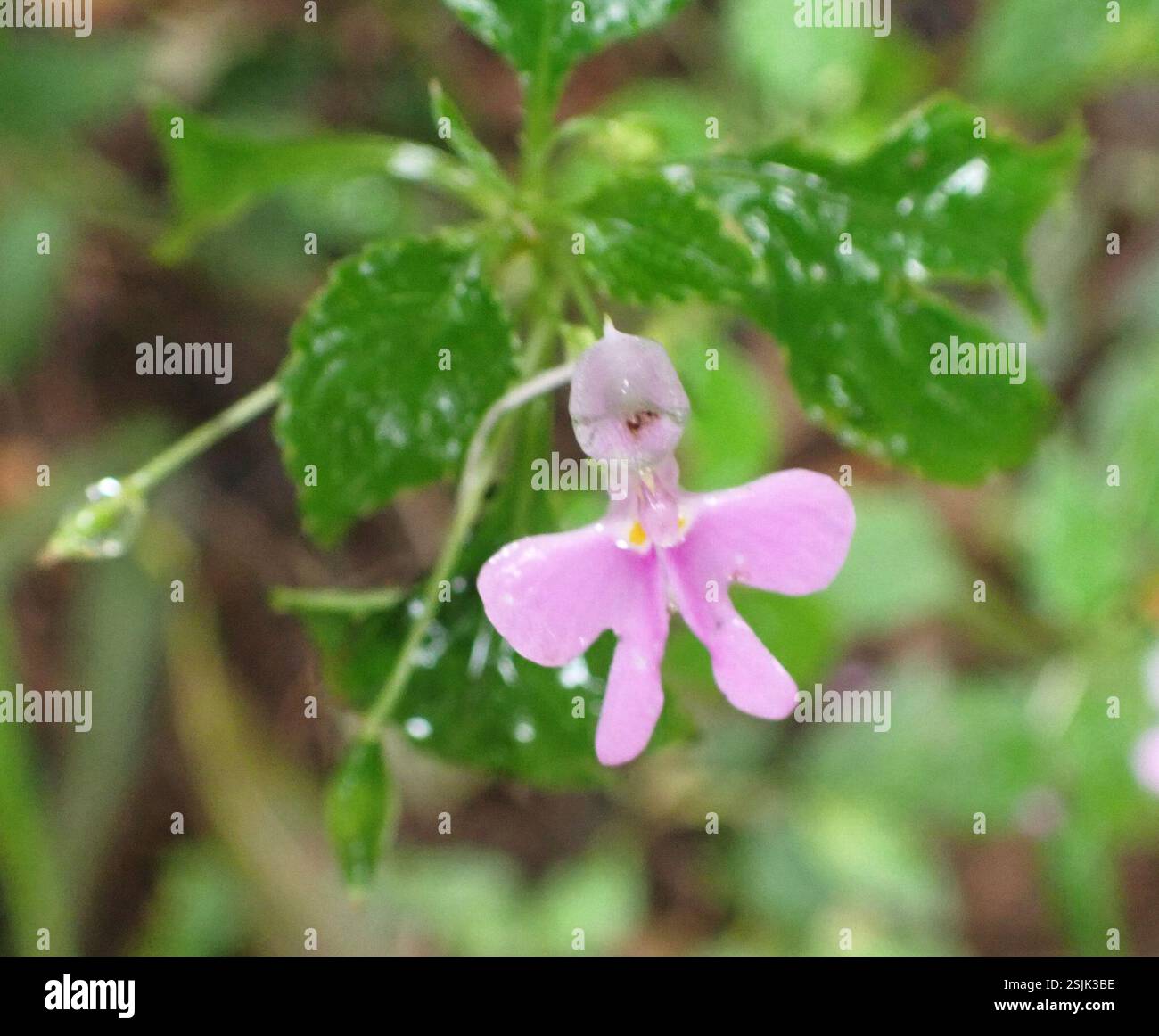 (Impatiens hochstetteri), Plantae, Chase Valley, Pietermaritzburg, 3231 ...