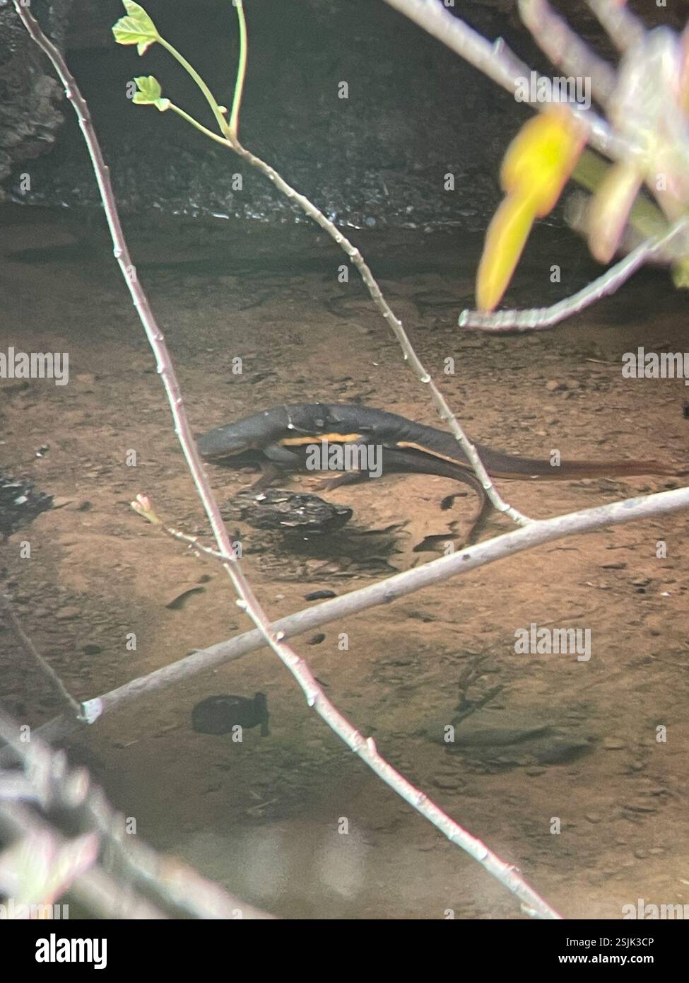 California Newt (Taricha torosa), Amphibia, Picchetti Ranch Preserve ...