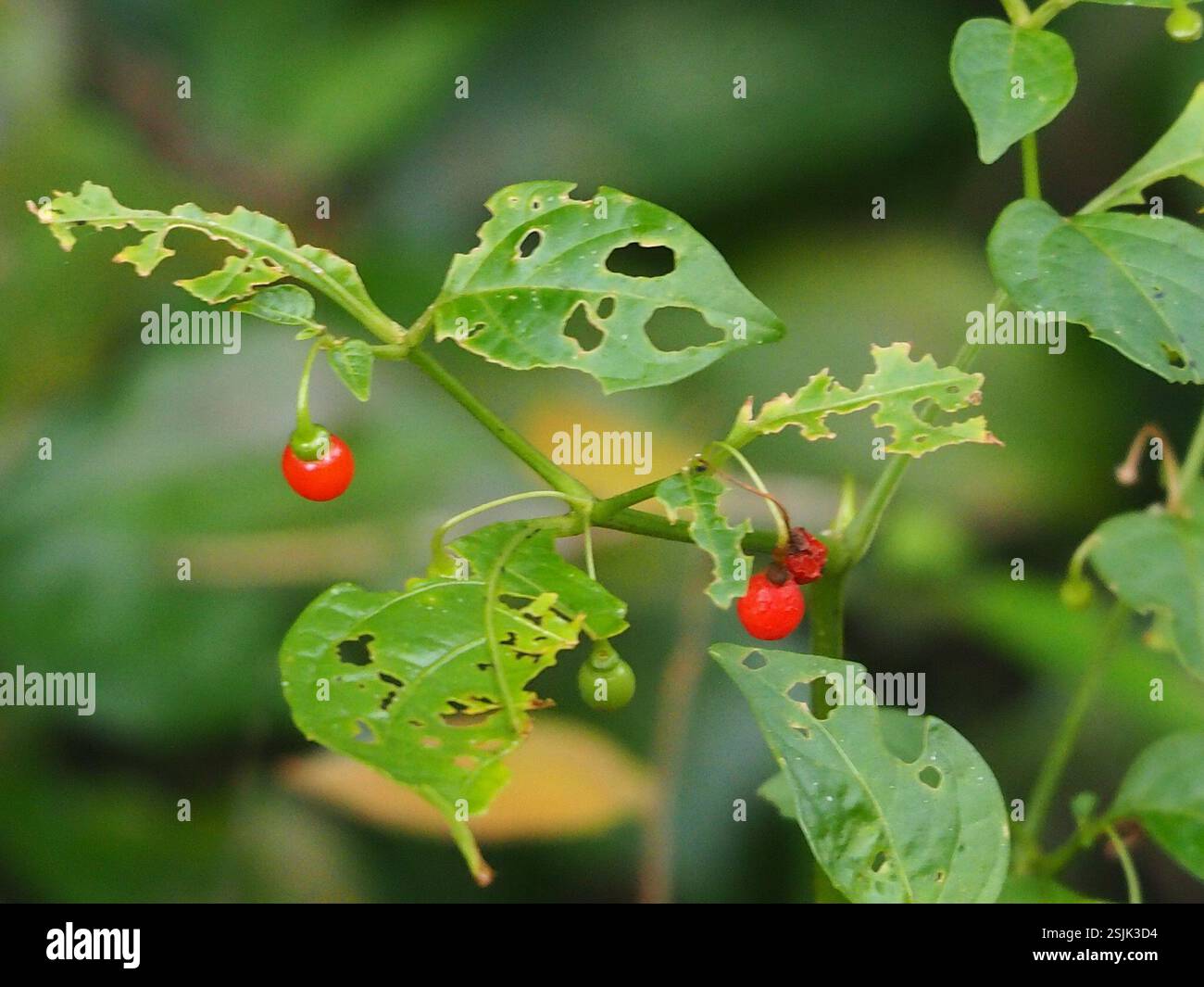(Tubocapsicum anomalum), Plantae, 台灣宜蘭縣 Stock Photo - Alamy