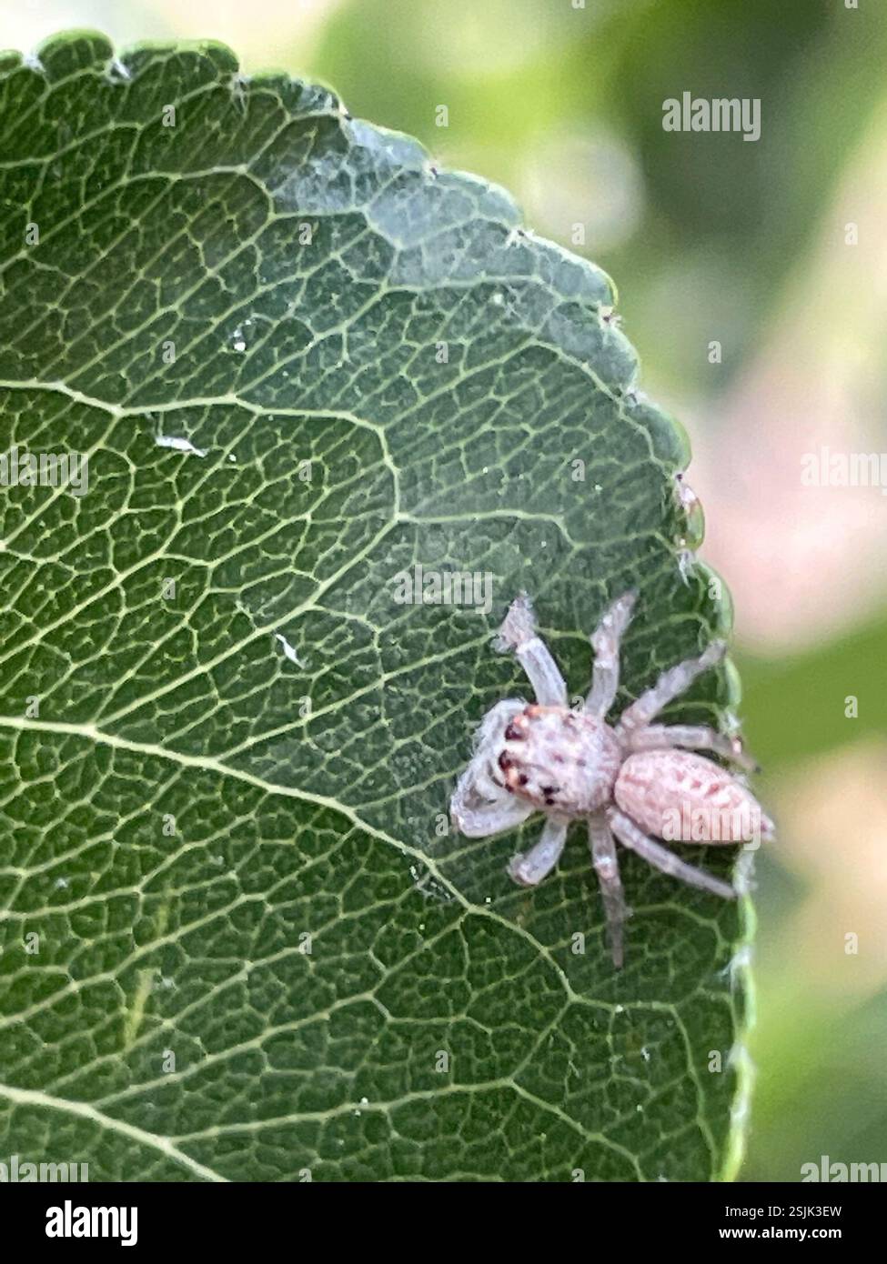 Garden Jumping Spiders (Opisthoncus), Arachnida, Woodside Ave ...