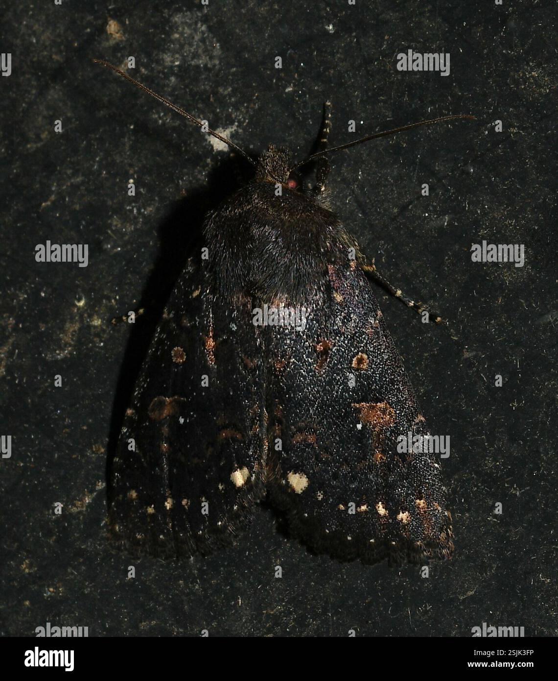 (Condica), Insecta, Guango Lodge, Papallacta 150205, Ecuador Stock ...