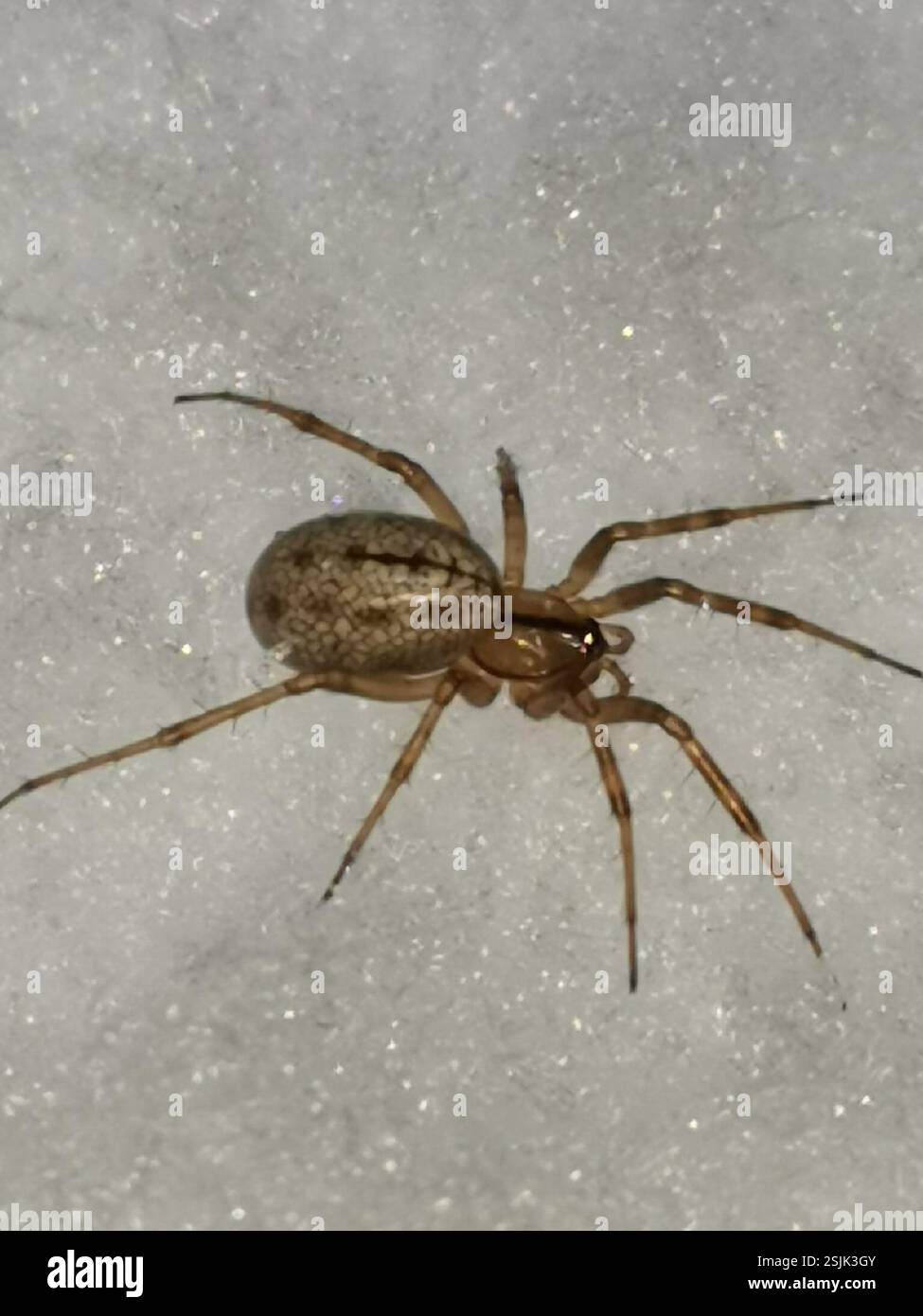 Horse-Head Spider (Stemonyphantes lineatus), Arachnida, 31160 Urjala ...