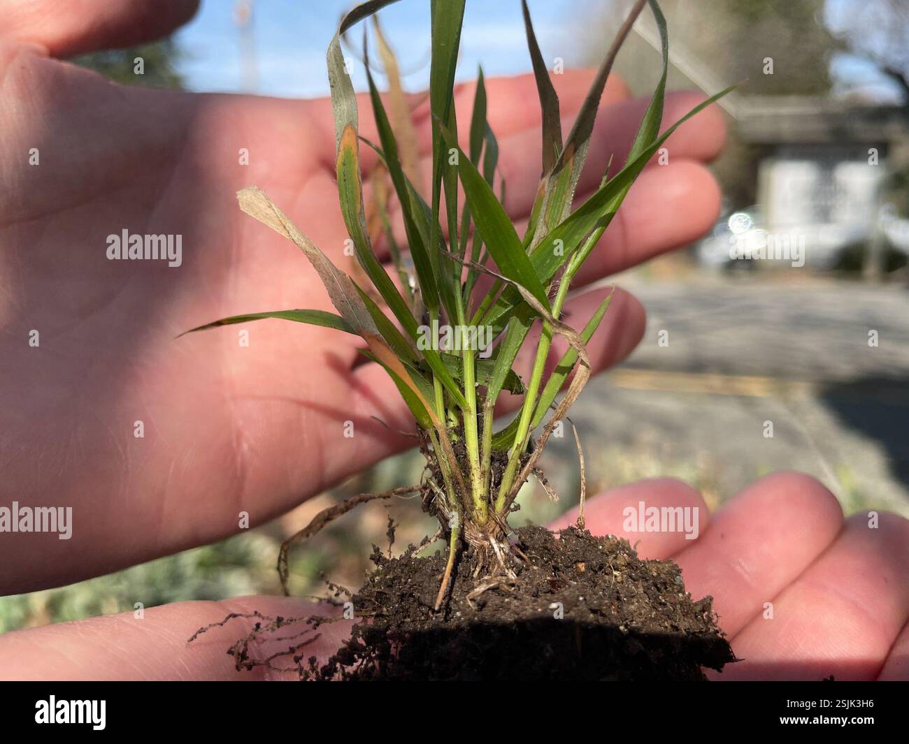 Slender False Brome (Brachypodium sylvaticum), Plantae, Vashon Island ...