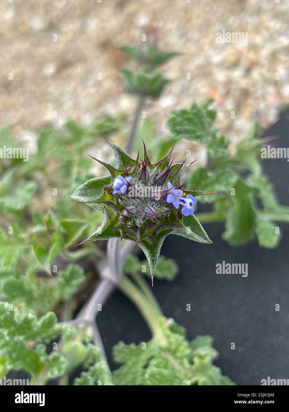 Chia (Salvia columbariae), Plantae, Anza-Borrego Desert State Park ...