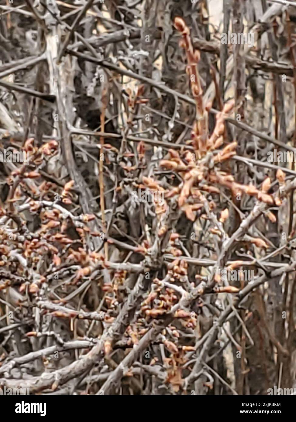 wax currant (Ribes cereum), Plantae, Capulin Volcano National Monument ...