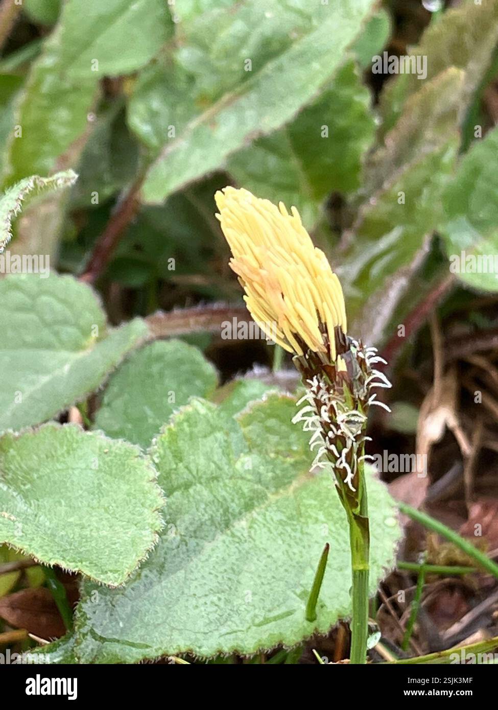 spring sedge (Carex caryophyllea), Plantae, Am Fuße des Schloßberges ...