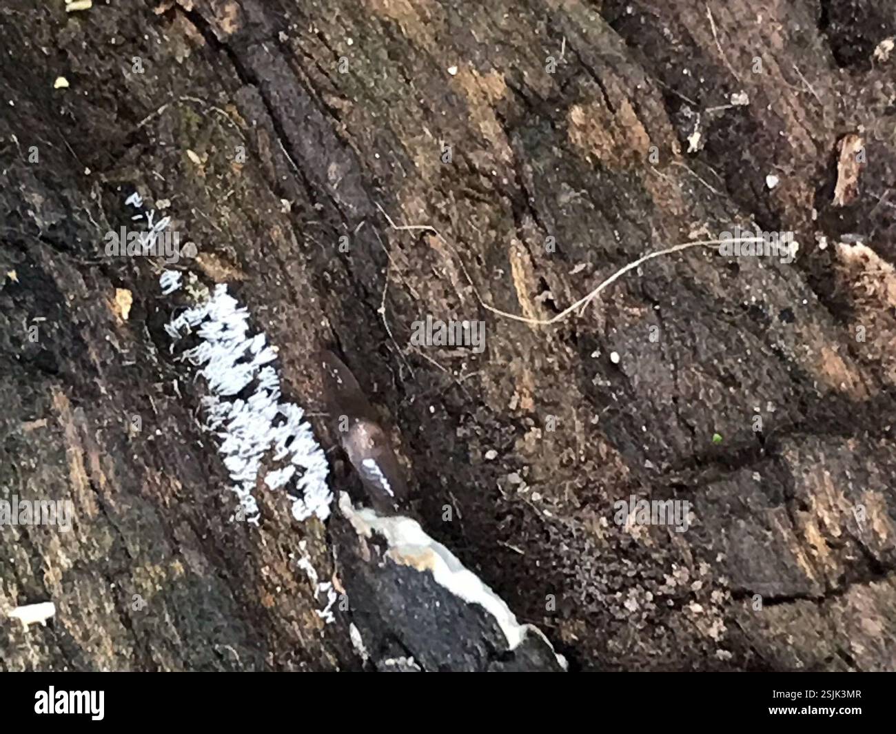 Common Coral Slime (Ceratiomyxa fruticulosa), Protozoa, Del Abasto ...