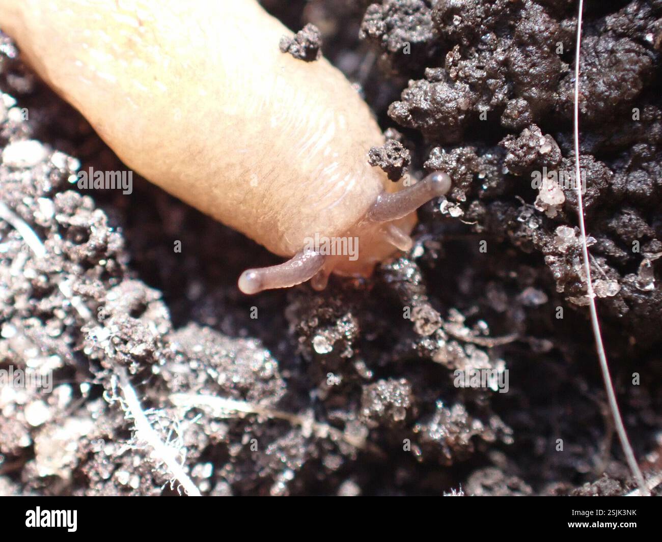 Milky Slug (Deroceras reticulatum), Mollusca, North Carolina, US Stock ...