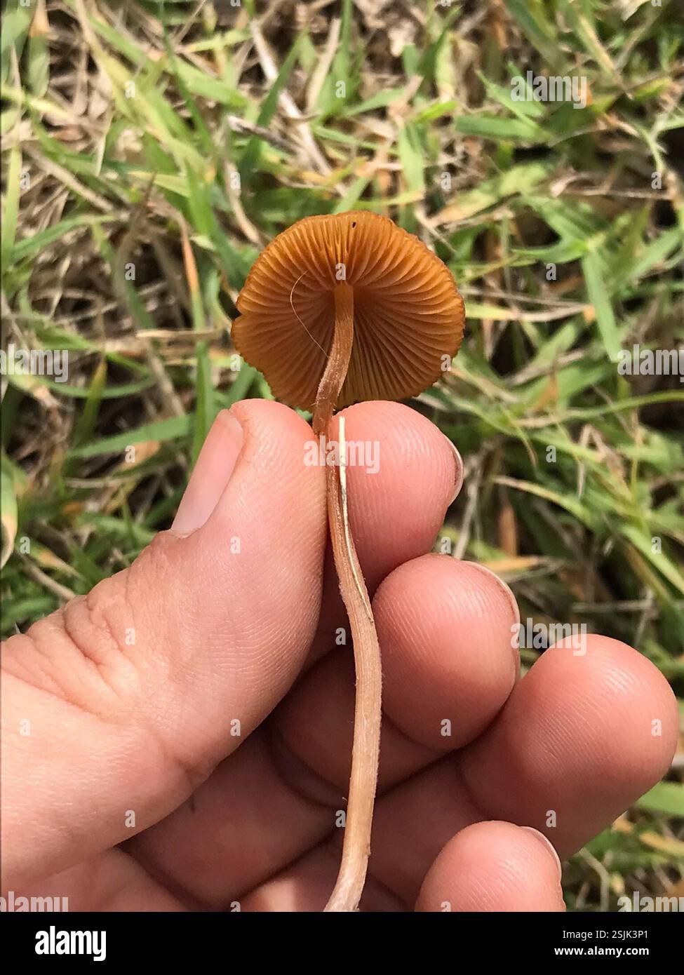 common conecap (Conocybe tenera), Fungi, San Lorenzo Department, Santa ...