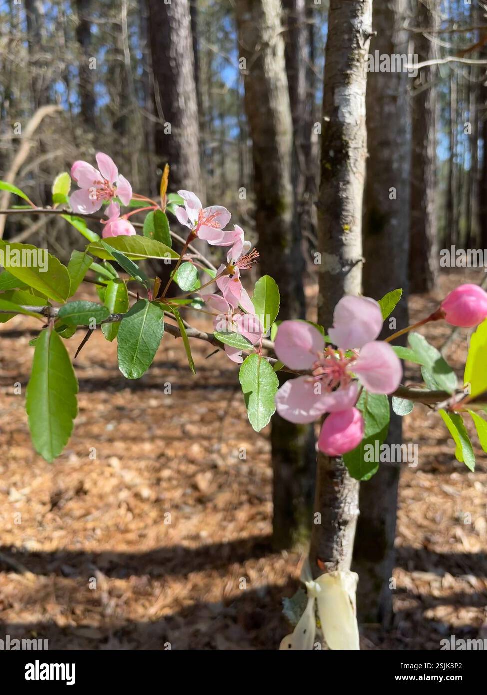 southern crabapple (Malus angustifolia), Plantae, Conrad Ln, Polkton ...