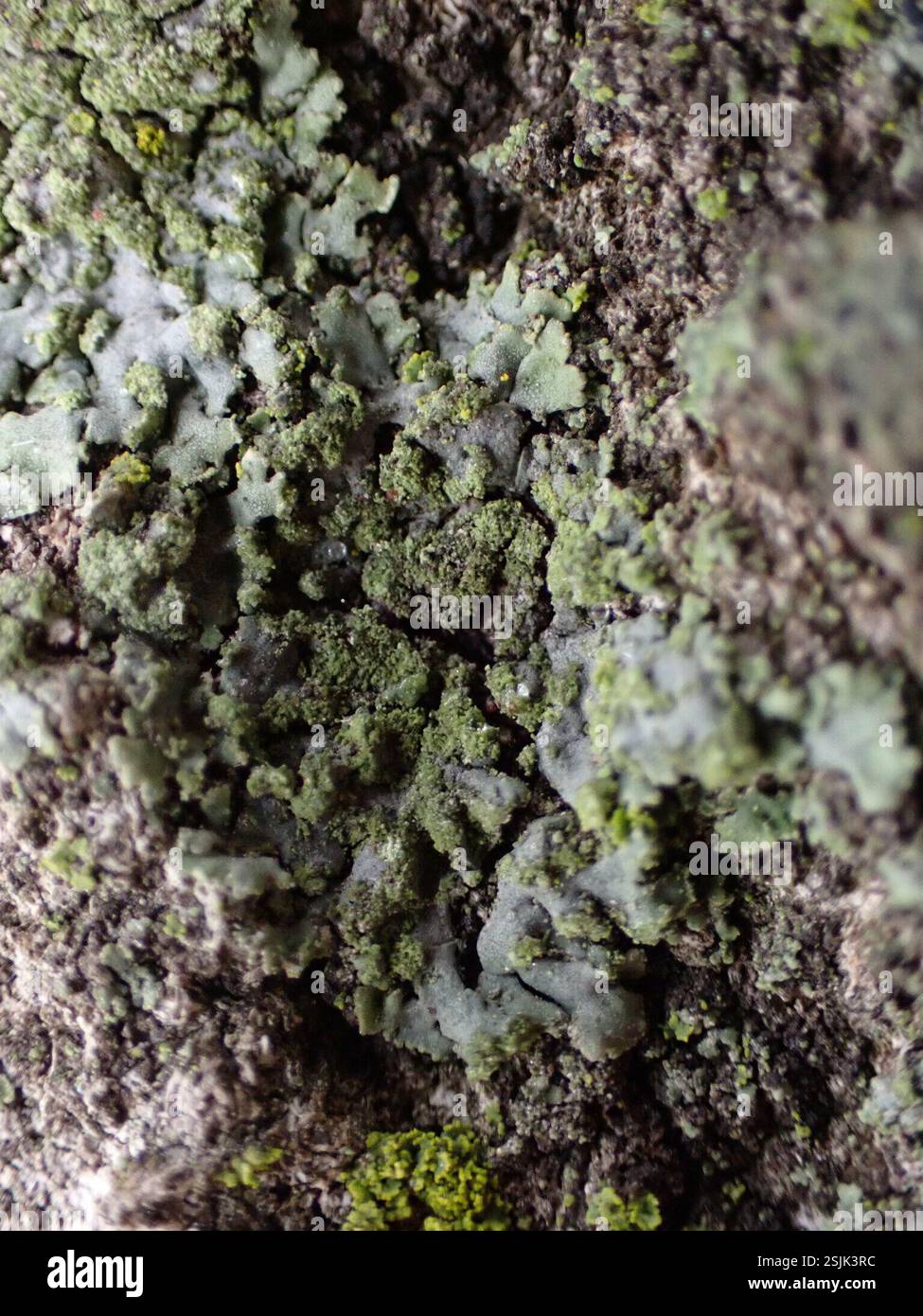 Powdery-margined Cryptic Shade Lichen (Physciella chloantha), Fungi, San Diego County, CA, USA ...