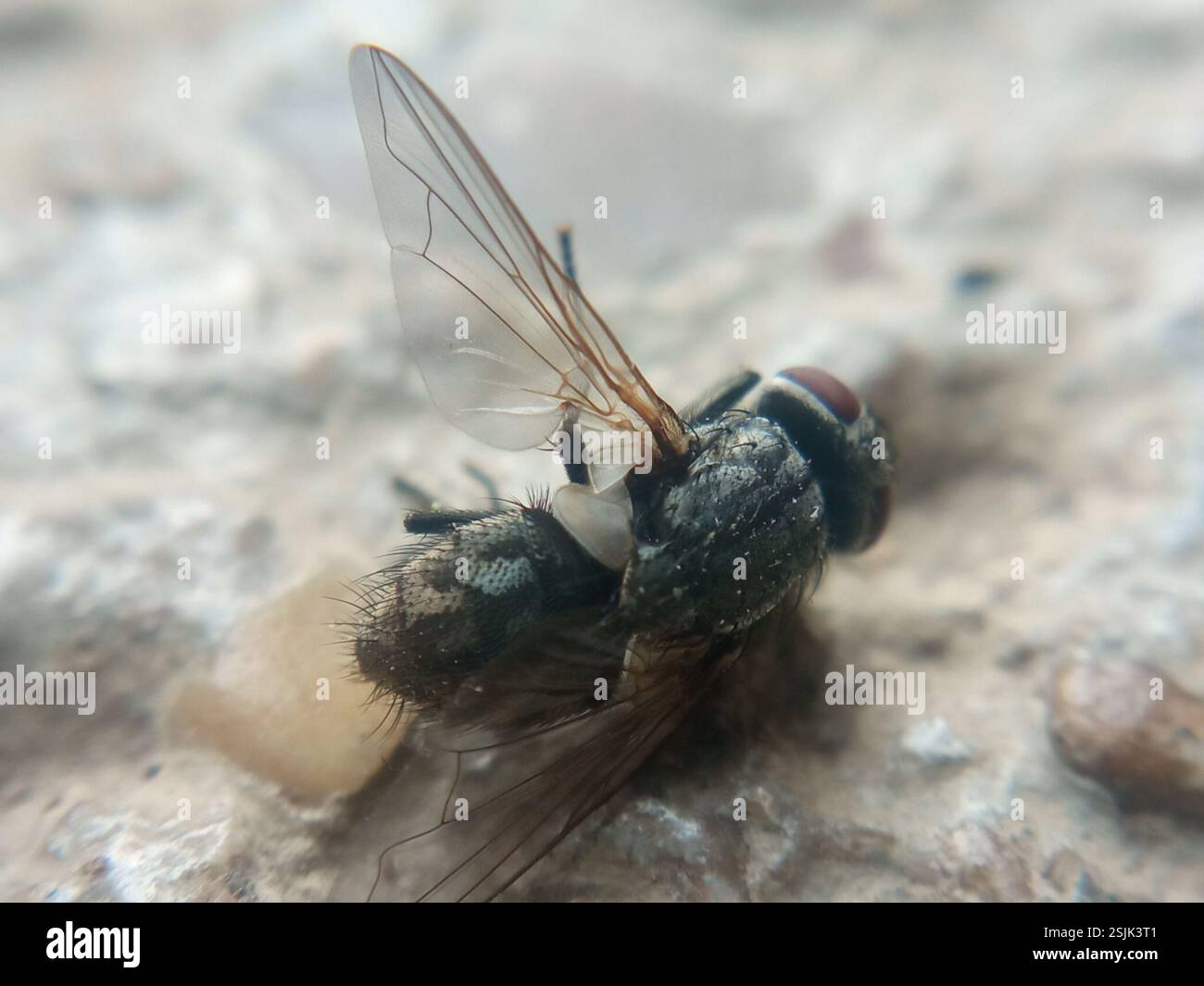 (Musca), Insecta, La Frette Stock Photo - Alamy