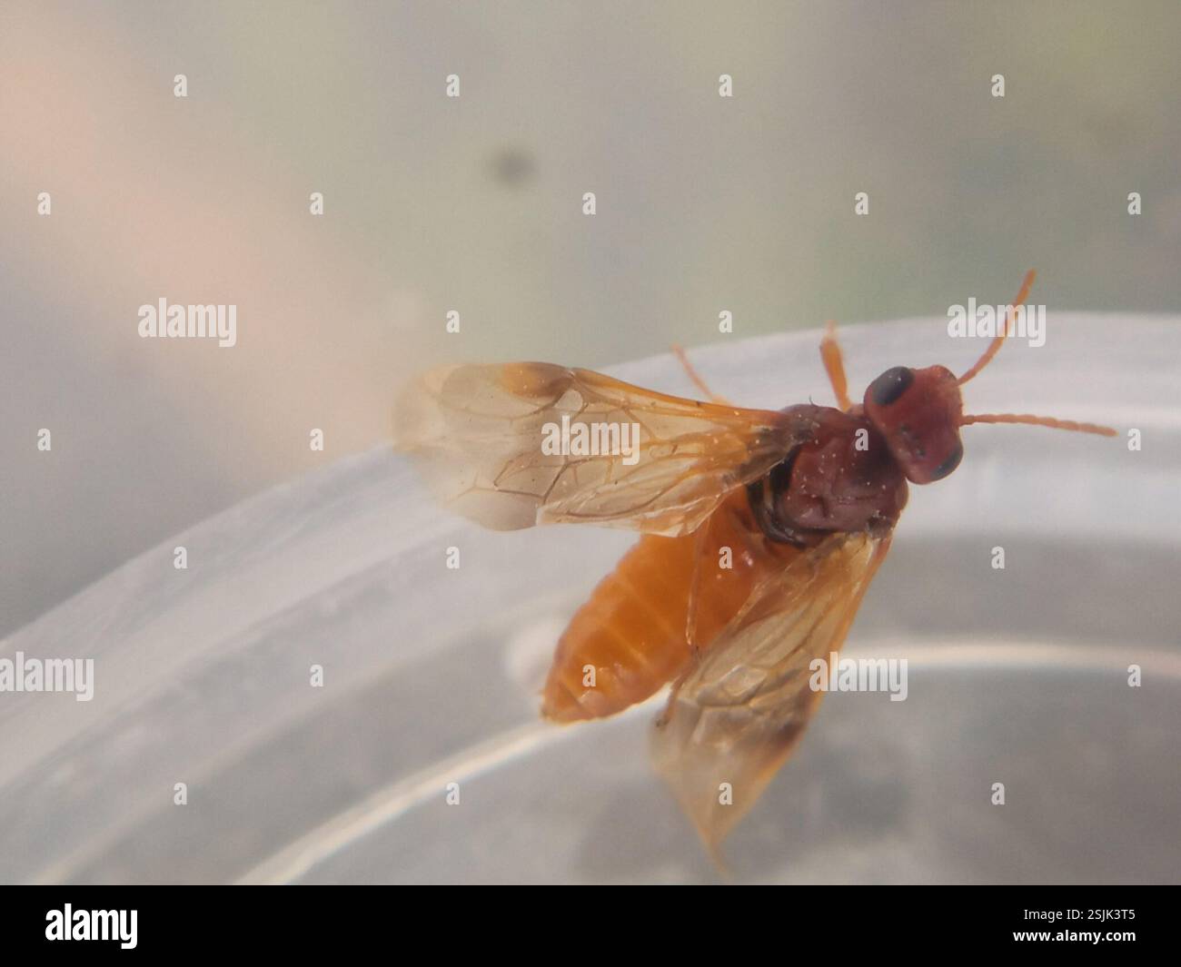 Plum Sawfly (Hoplocampa flava), Insecta, La Frette Stock Photo - Alamy