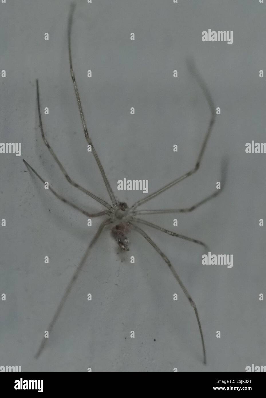 Short-bodied Cellar Spider (Physocyclus globosus), Arachnida, Centro ...