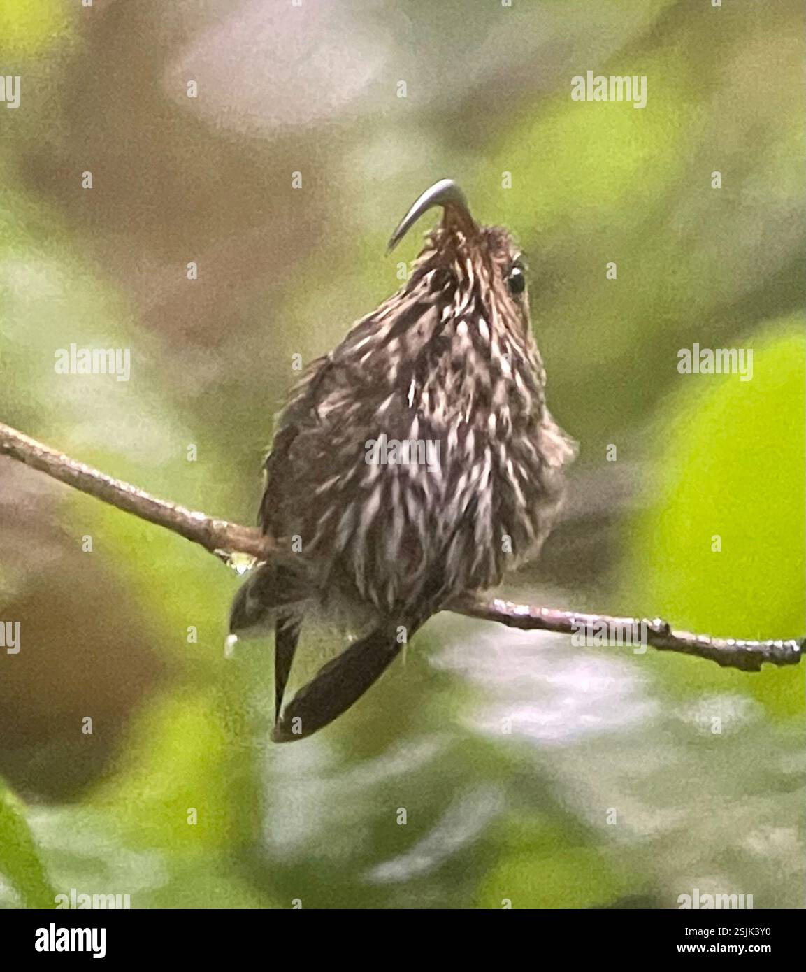 White-tipped Sicklebill (Eutoxeres aquila), Aves, Cocle, PA, It’s a ...