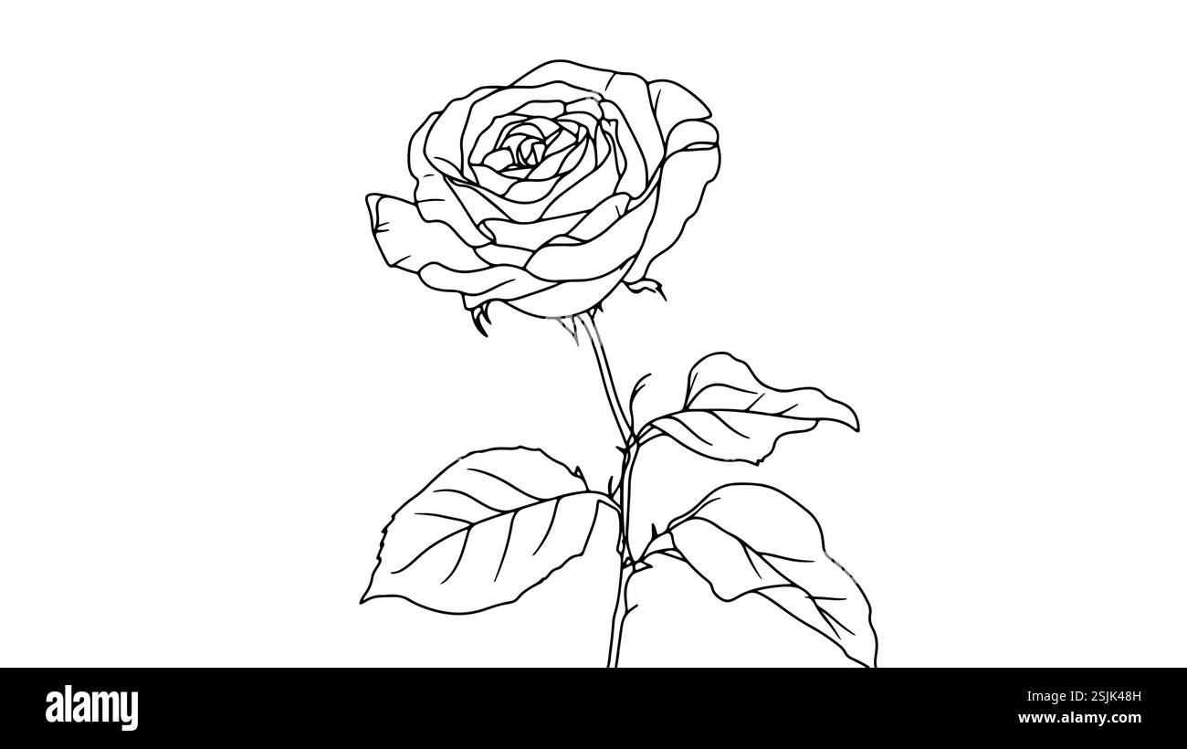 Rose flower line drawing. Leaves accent floral design. Ideal for tattoo ...