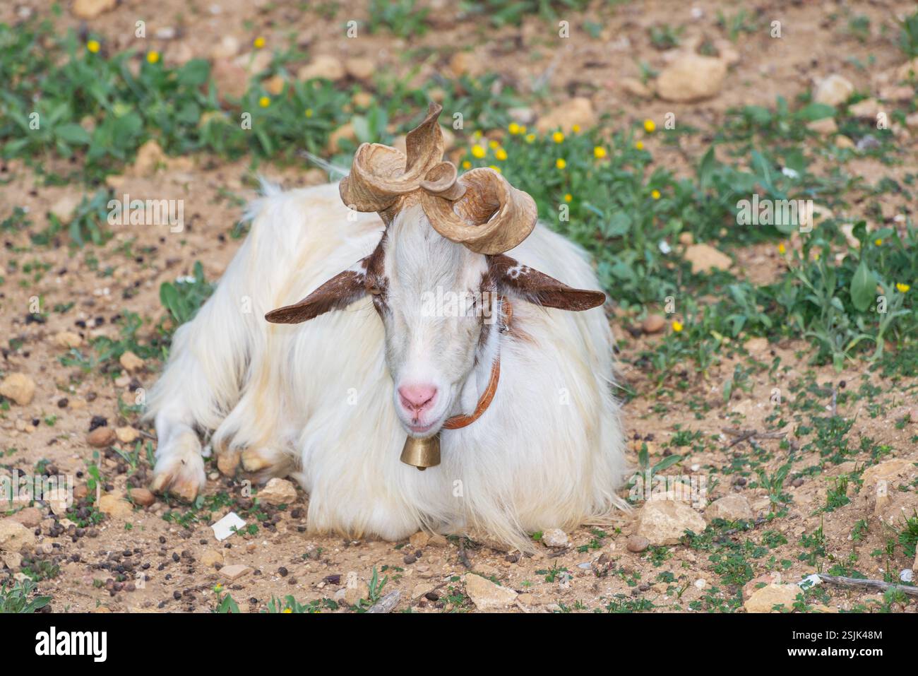 A rare Girgentana goat (Capra aegagrus hircus), Valley of the Temples ...