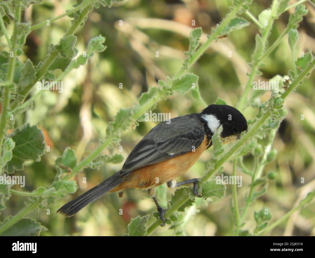 Cinnamon-rumped Seedeater (Sporophila torqueola), Aves, Rosamorada, Nay ...