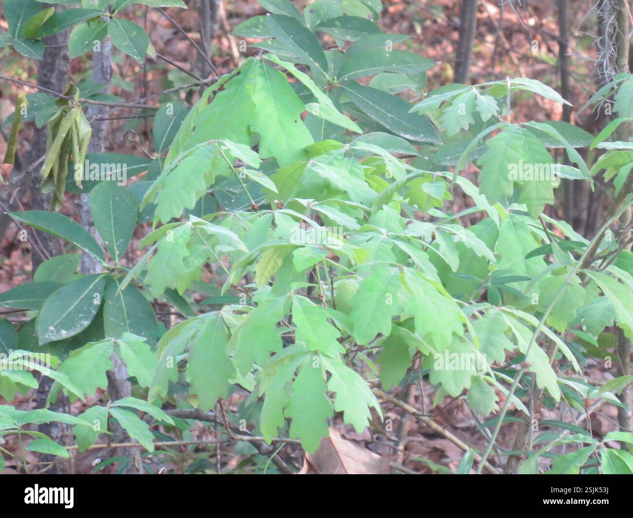 white oak (Quercus alba), Plantae, Windsor Forest, Savannah, GA, USA ...