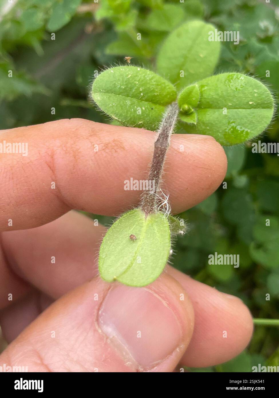 Sticky mouse-ear chickweed (Cerastium glomeratum), Plantae, Adams ...
