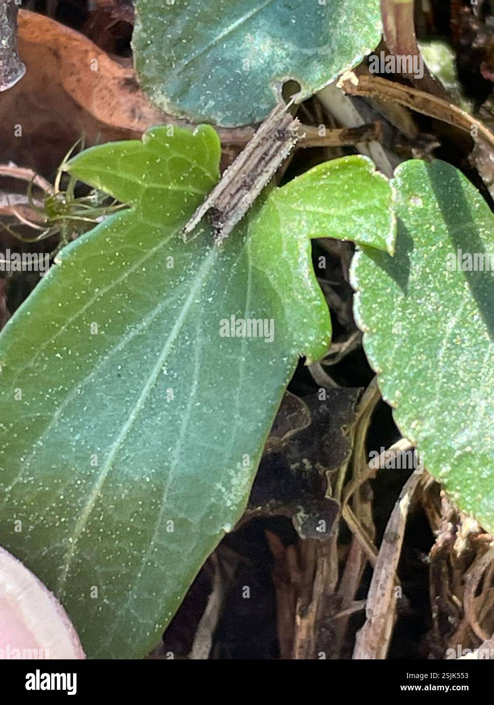 Triangle-leaved Violet (Viola emarginata), Plantae, Mills Rd, Polkton ...