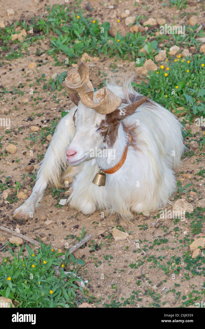 A rare Girgentana goat (Capra aegagrus hircus), Valley of the Temples ...