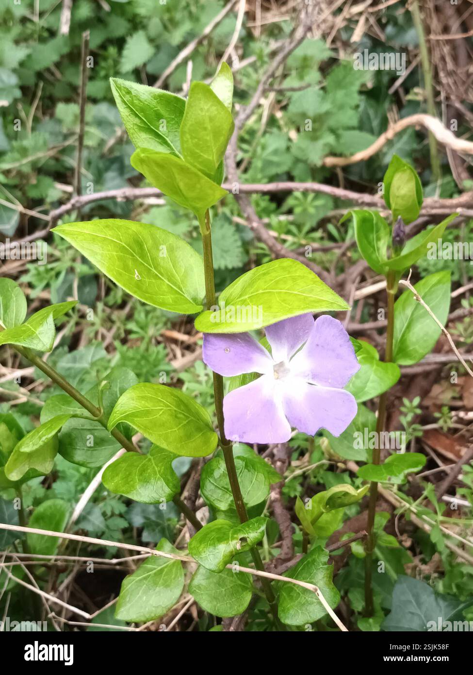 greater periwinkle (Vinca major), Plantae, West Kirby, UK Stock Photo ...