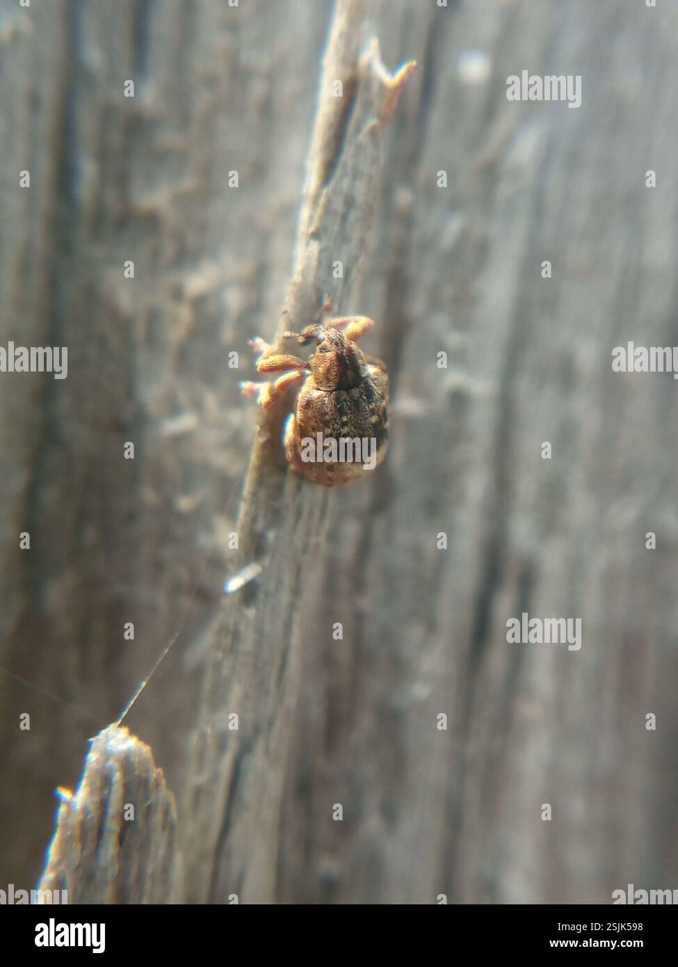 (Stereonychus fraxini), Insecta, La Frette, France Stock Photo - Alamy