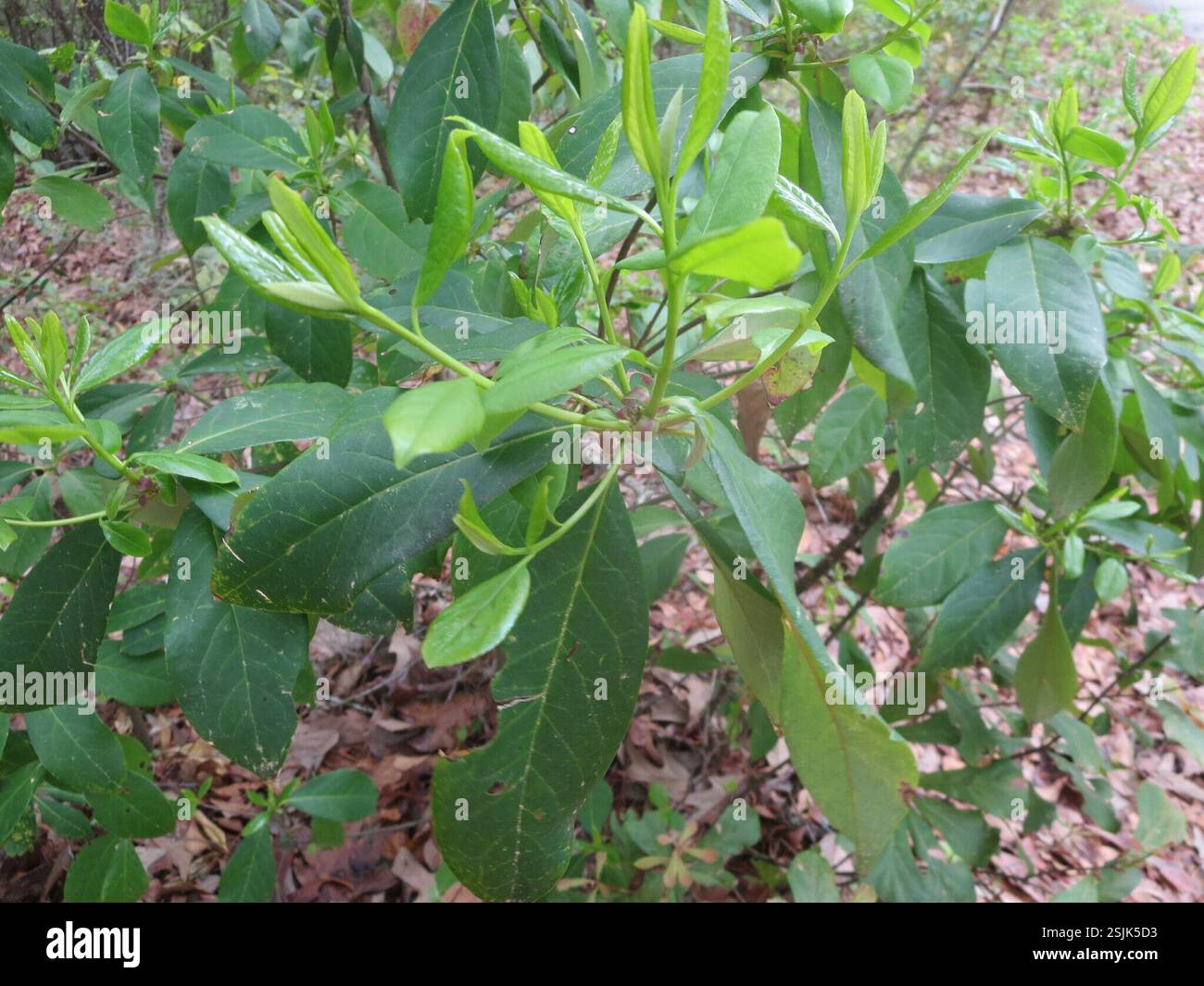 Sweetleaf (Symplocos tinctoria), Plantae, Windsor Forest, Savannah, GA ...