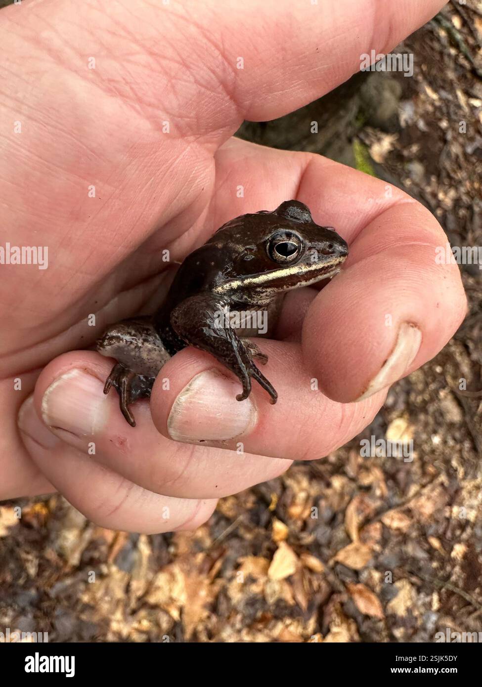 Wood Frog (Lithobates sylvaticus), Amphibia, Ohio, US Stock Photo - Alamy