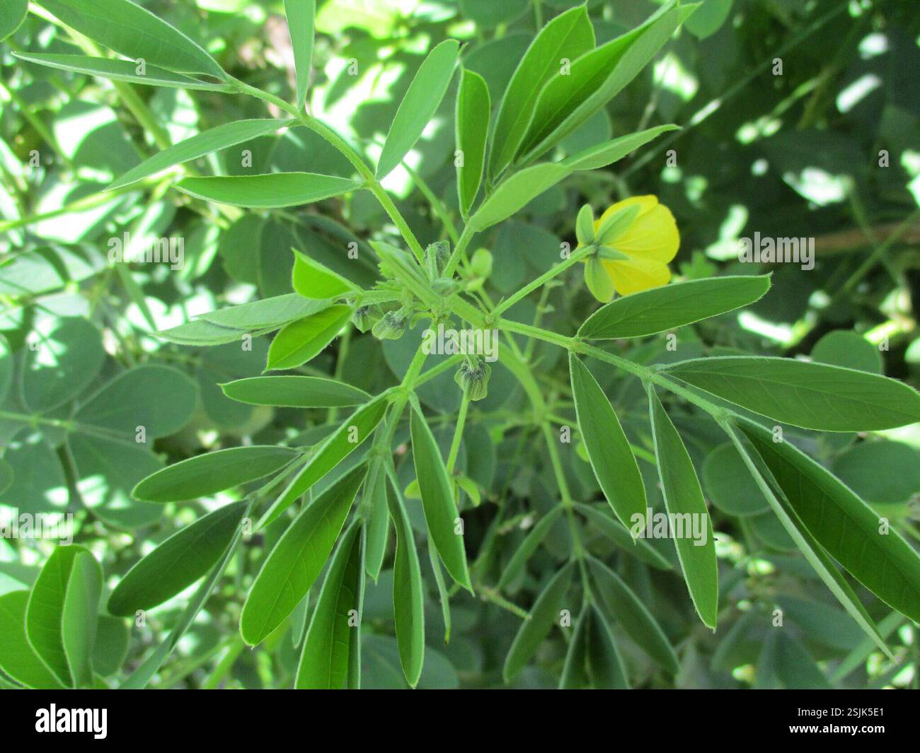 American Sicklepod (Senna obtusifolia), Plantae, Zambezi Region ...