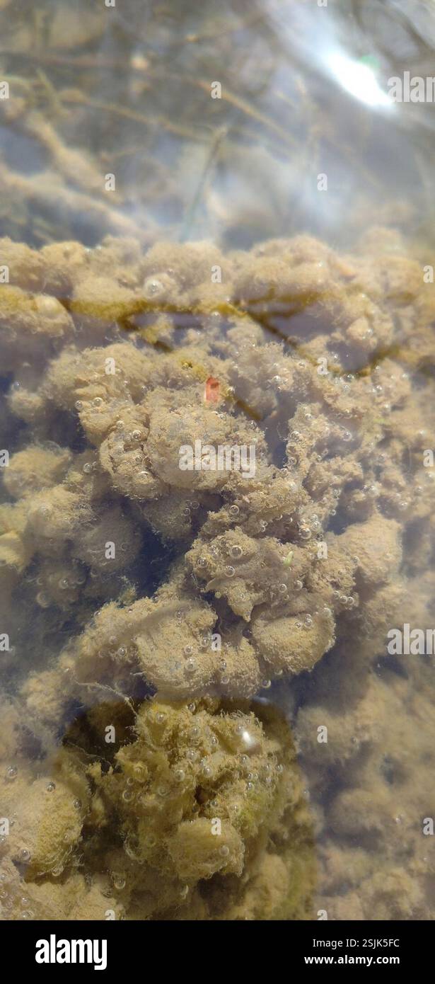 Frogs and Toads (Anura), Amphibia, 76460 Néville, France Stock Photo ...