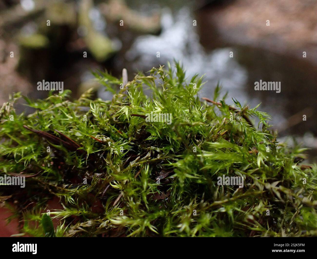 Streamside Leptodictyum Moss (Leptodictyum riparium), Plantae, Comox ...