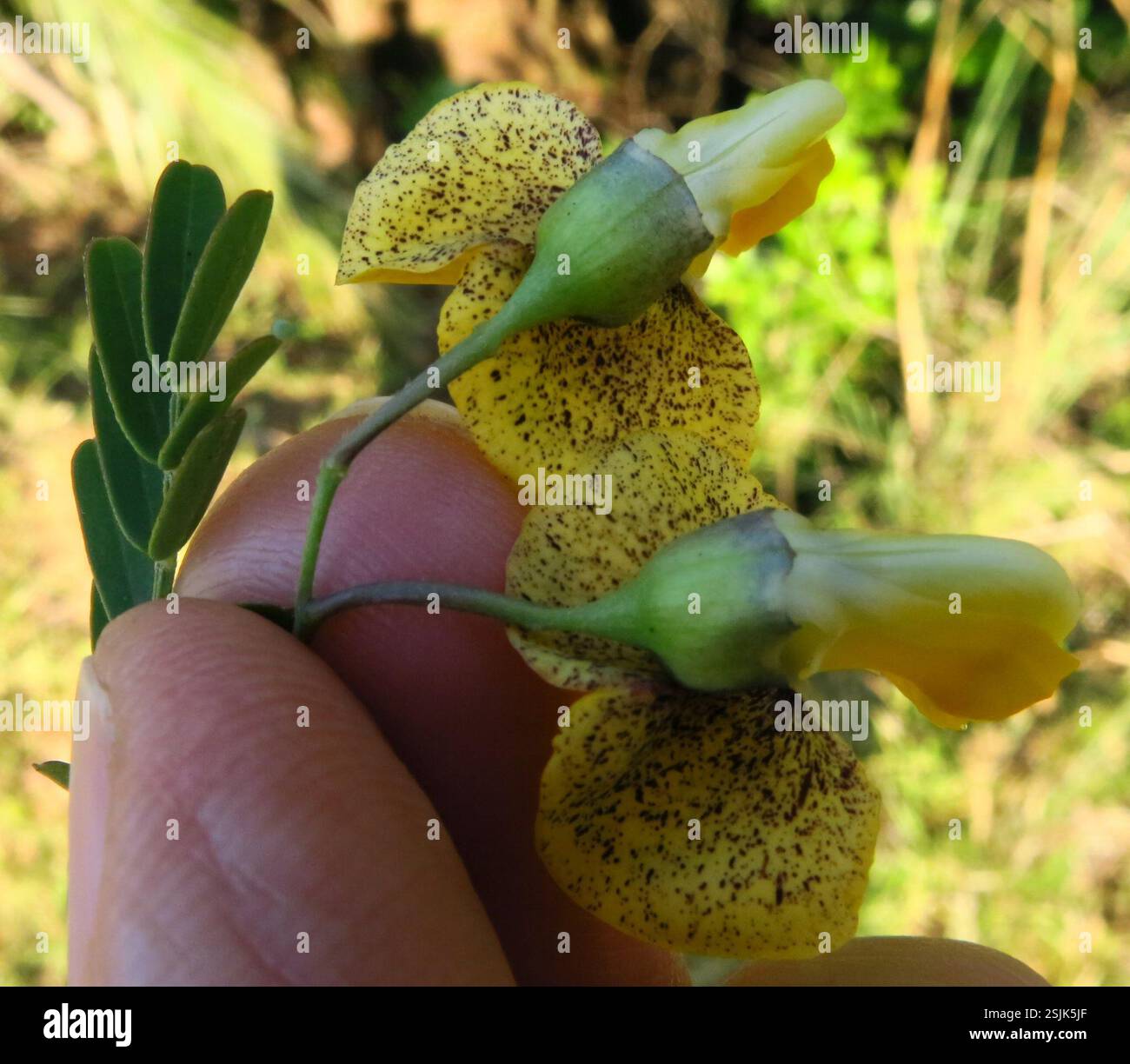 Egyptian riverhemp (Sesbania sesban), Plantae, uMkhanyakude District ...
