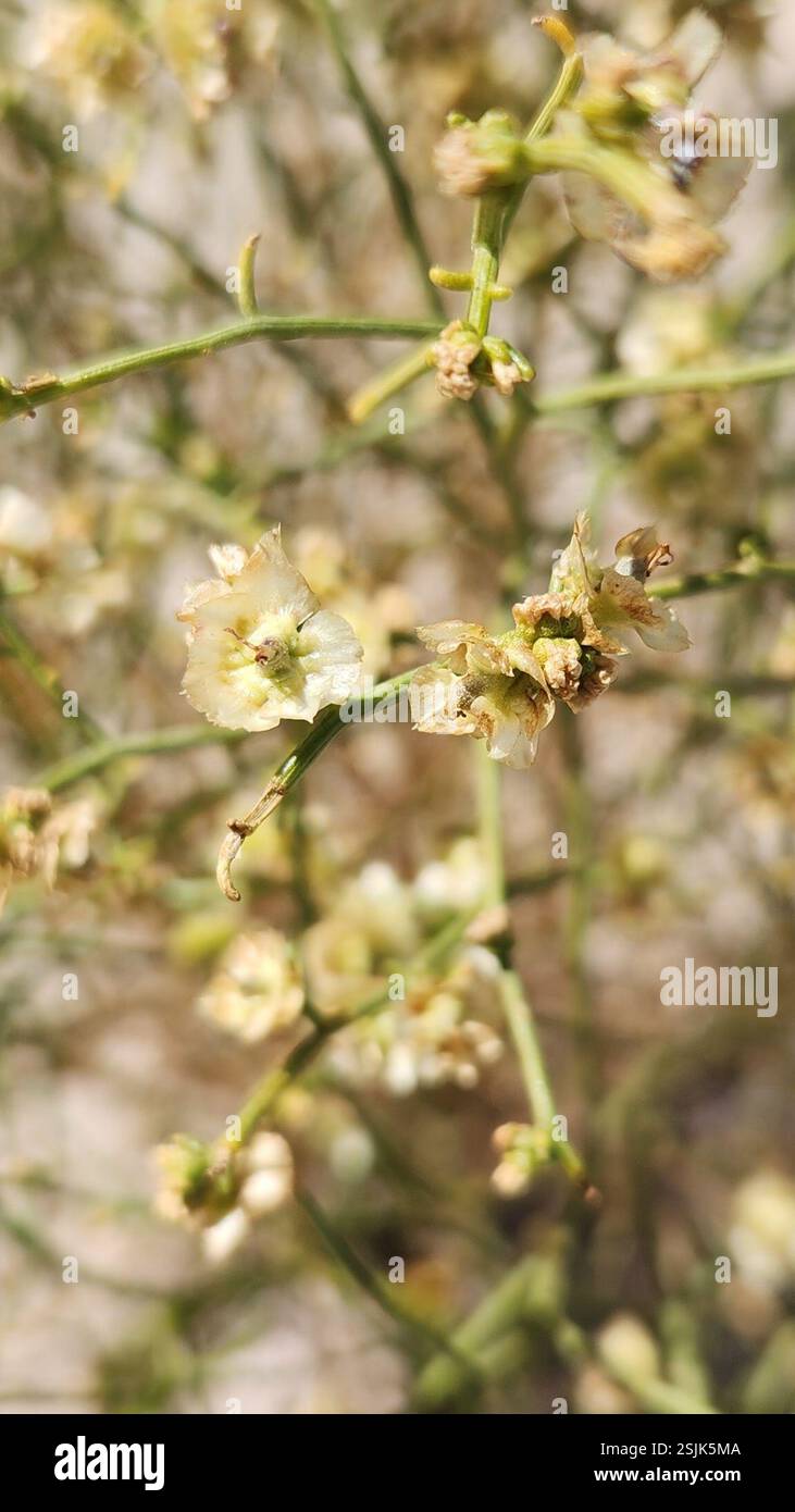 Cheesebush (Ambrosia salsola), Plantae, Ensenada, MX-BN, MX Stock Photo ...
