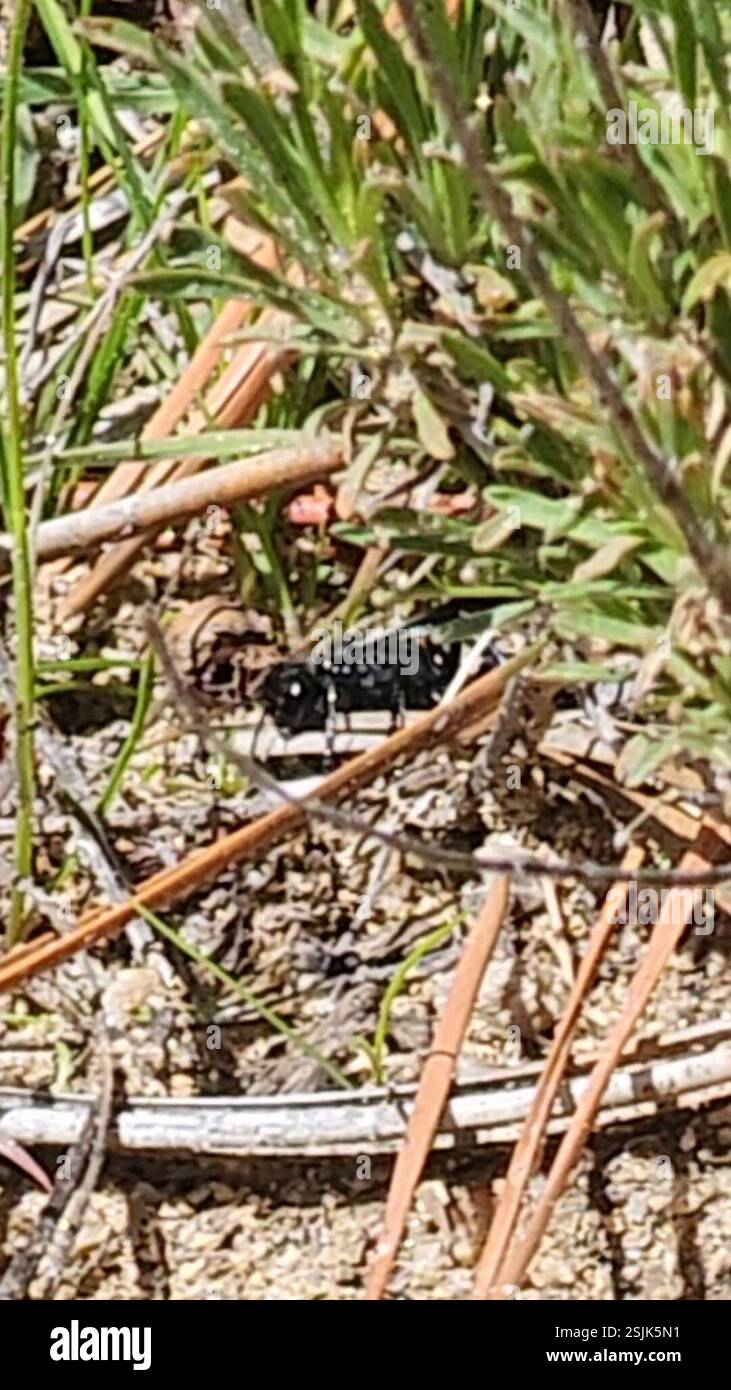 Steel-blue Cricket-hunter Wasp (Chlorion aerarium), Insecta, Lake Hemet ...