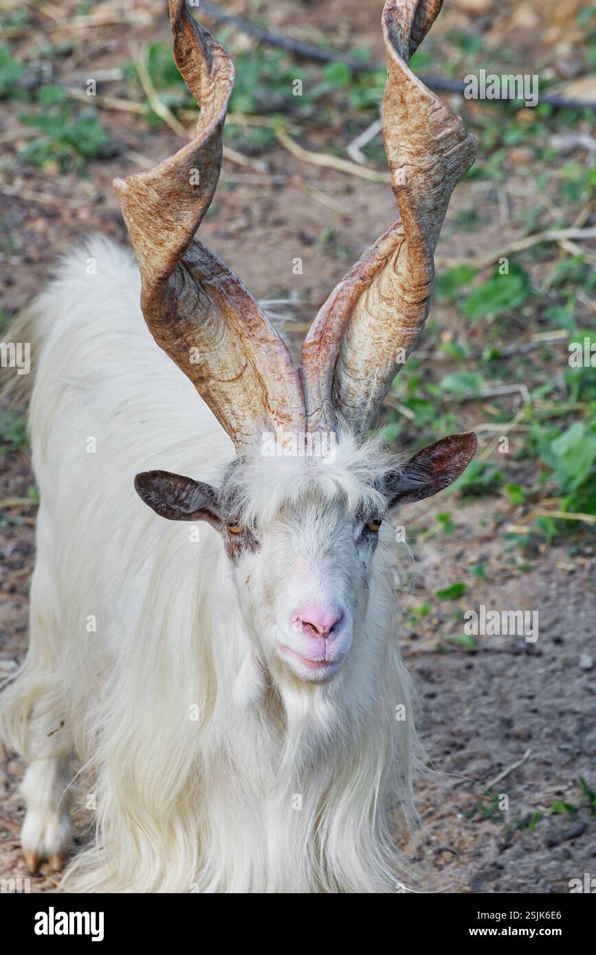 A rare Girgentana goat (Capra aegagrus hircus), Valley of the Temples ...