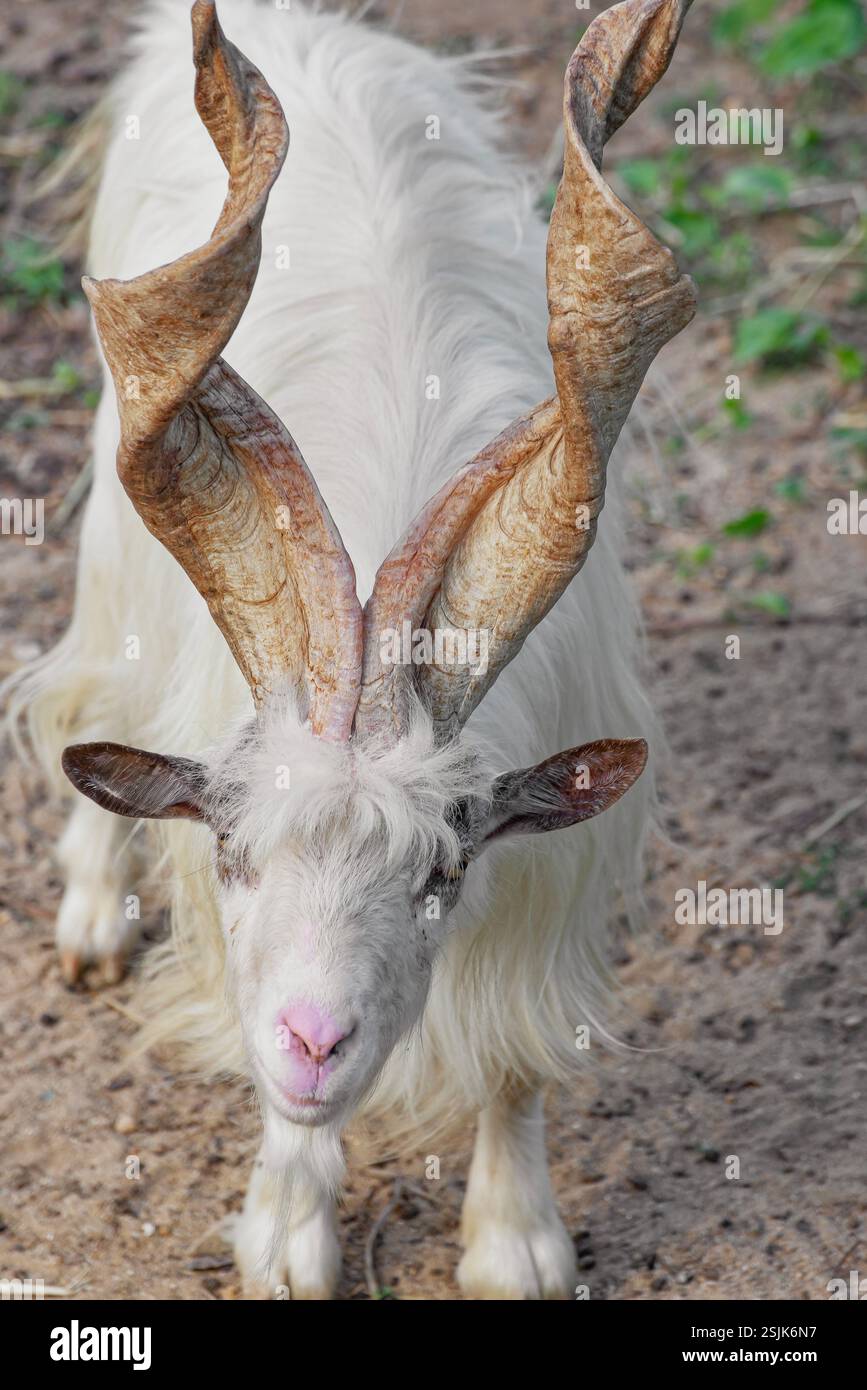 A rare Girgentana goat (Capra aegagrus hircus), Valley of the Temples ...